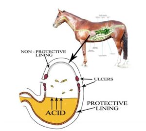 Acid Buf - Paardenspecialist